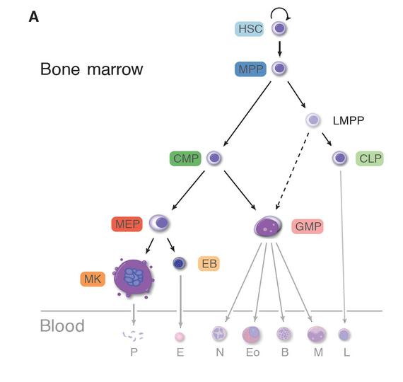 Journey from stem cell to blood cell uncovered