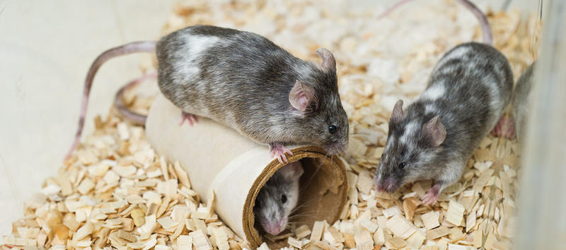 Newly sequenced mouse genomes unearth unknown genes