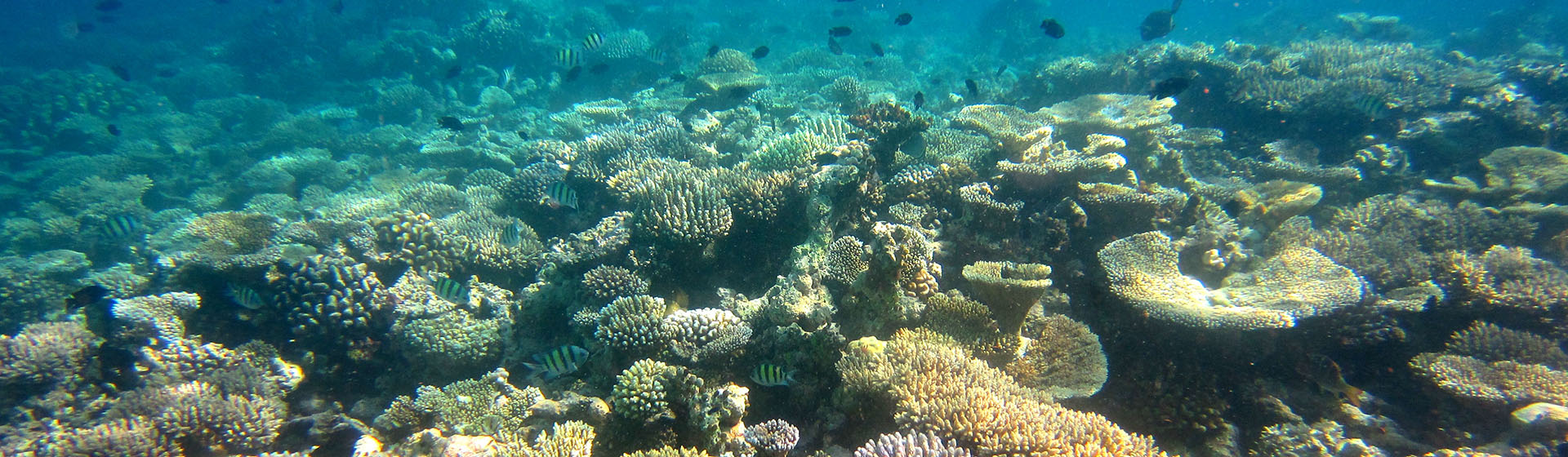 News – Wellcome Sanger Institute