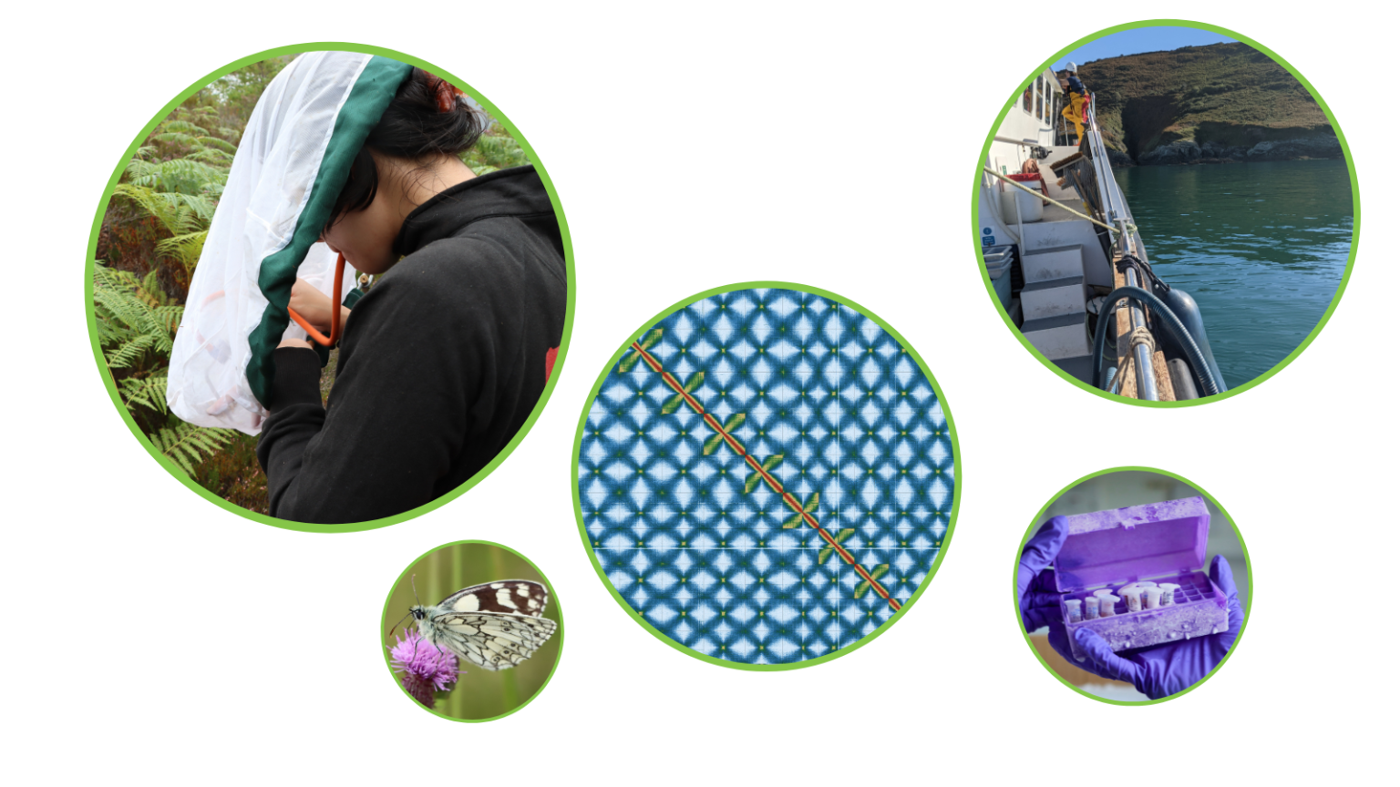 Darwin Tree of Life Project