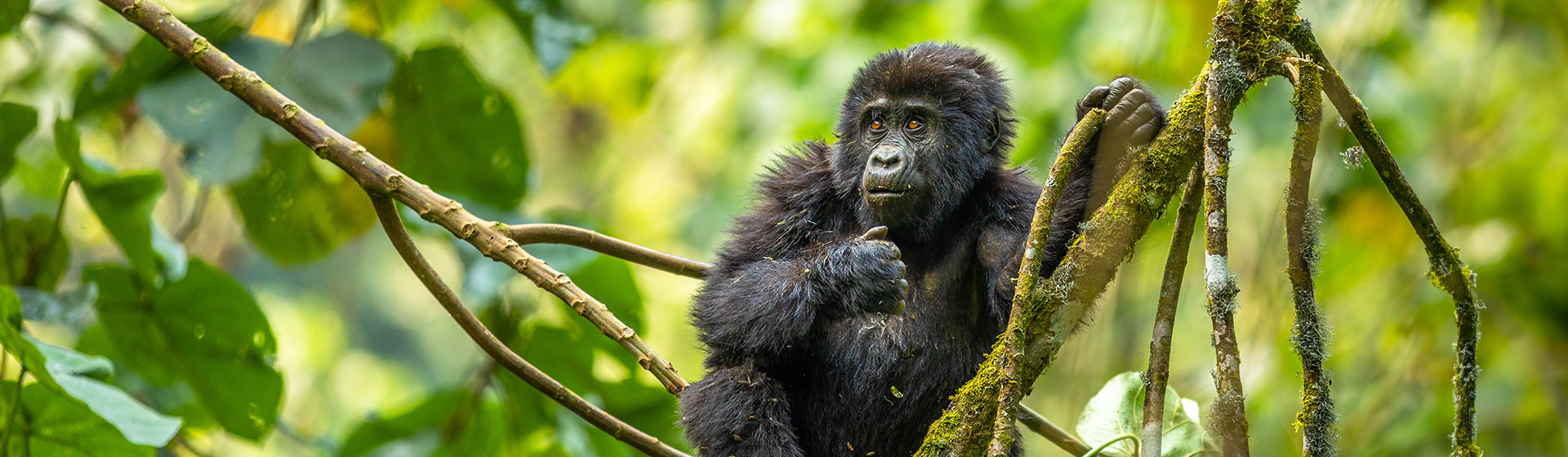 New insights into the evolutionary history of gorillas