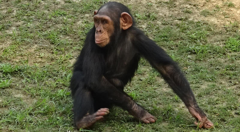Genomes of chimpanzee parasite species reveal evolution of human malaria