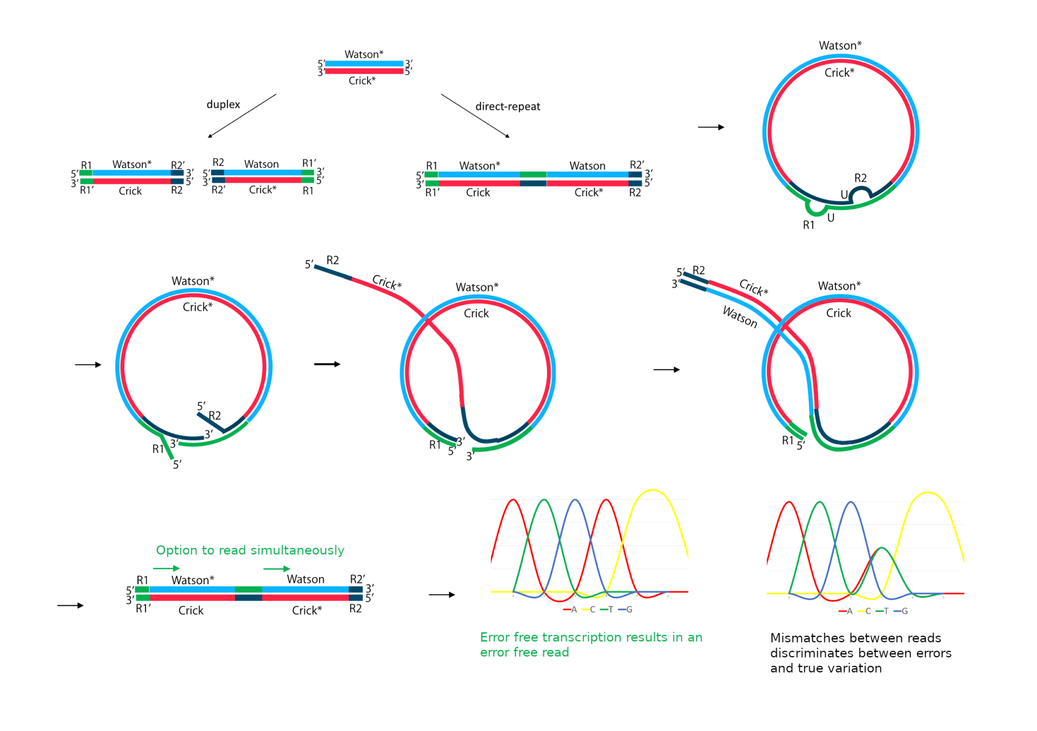 TRUPLEX: Enhanced Variant Identification by High-Efficiency Duplex ...