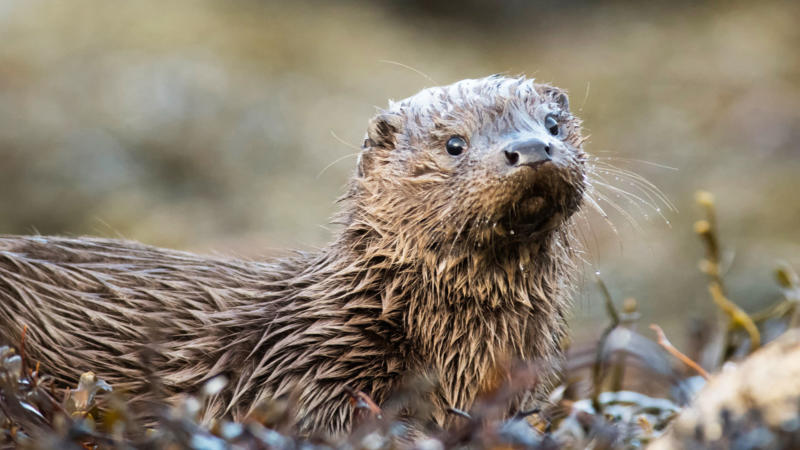 Otter genome to help understand genetic legacy of pollution crisis and ...