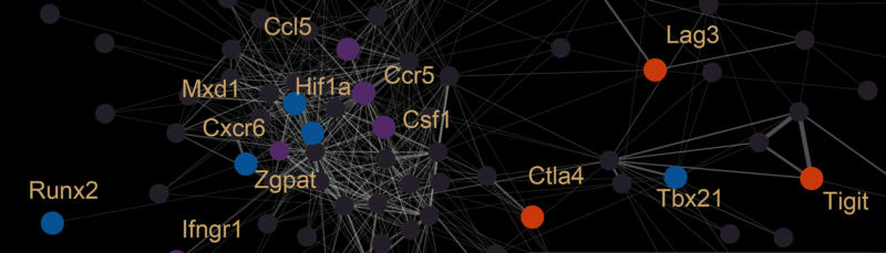 Novel map reveals how immune cells fight and remember infections