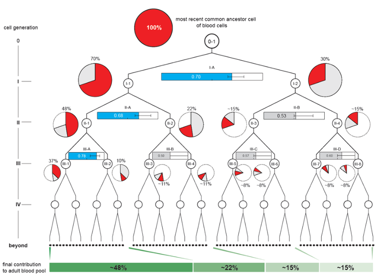 First mutations in human life discovered