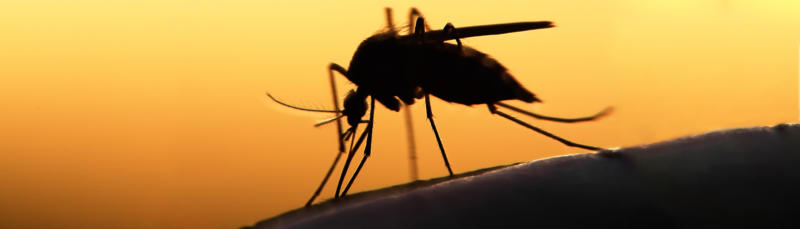 How Dantu blood group protects against malaria – and how all humans ...