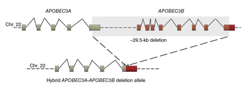 Virus-fighting genes linked to mutations in cancer