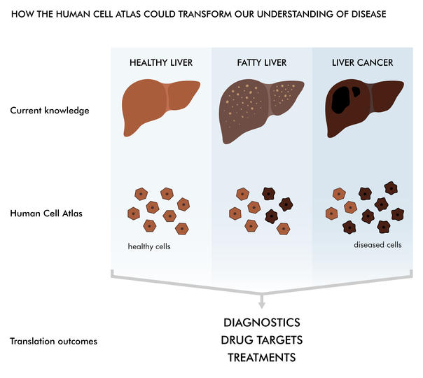 International Human Cell Atlas Initiative