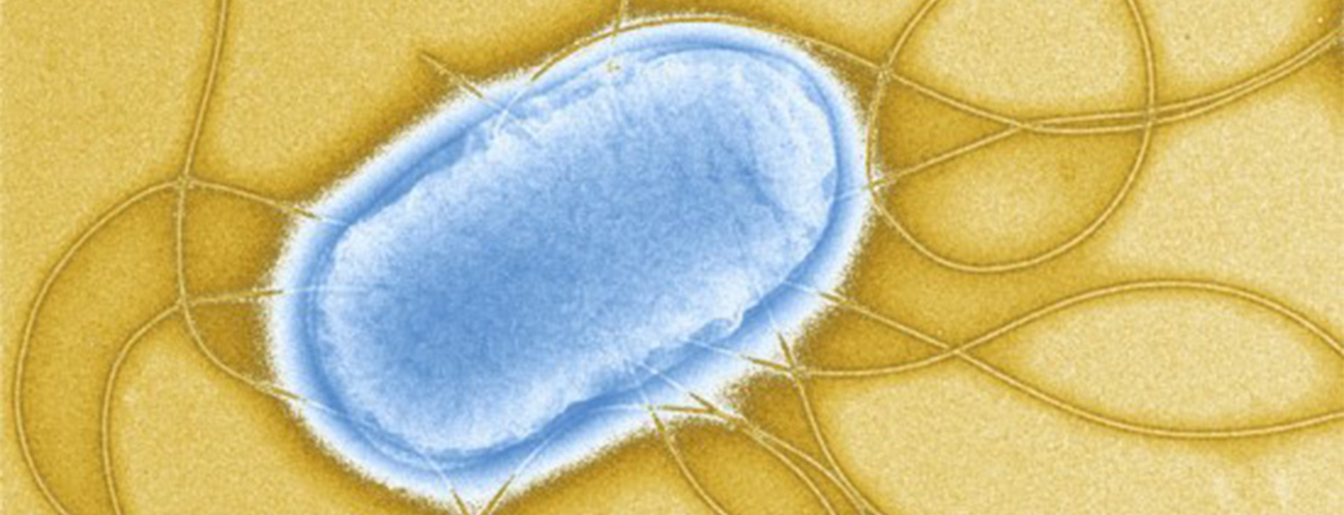 Parasites and Microbes