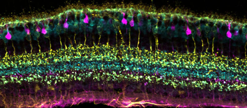 Human Cell Atlas takes first steps towards understanding human ...